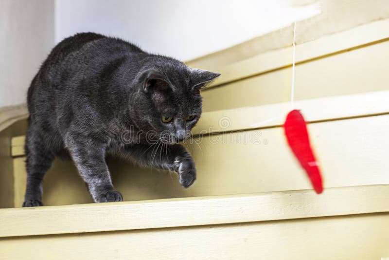 Funny American Burmese Breed Cat Watching a Toy Stock Photo - Image of ...