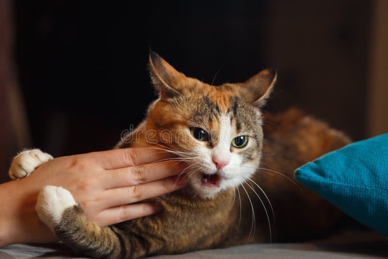 Funny Angry Cat. Orange Cat Playing with Human Hand on the Blue Pillow ...