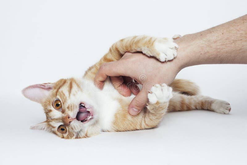 Funny angry cat stock image. Image of young, animals - 70799943