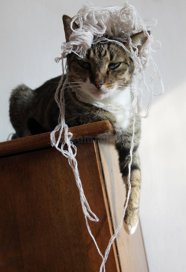 Funny angry cat stock image. Image of wool, beautiful - 36141395