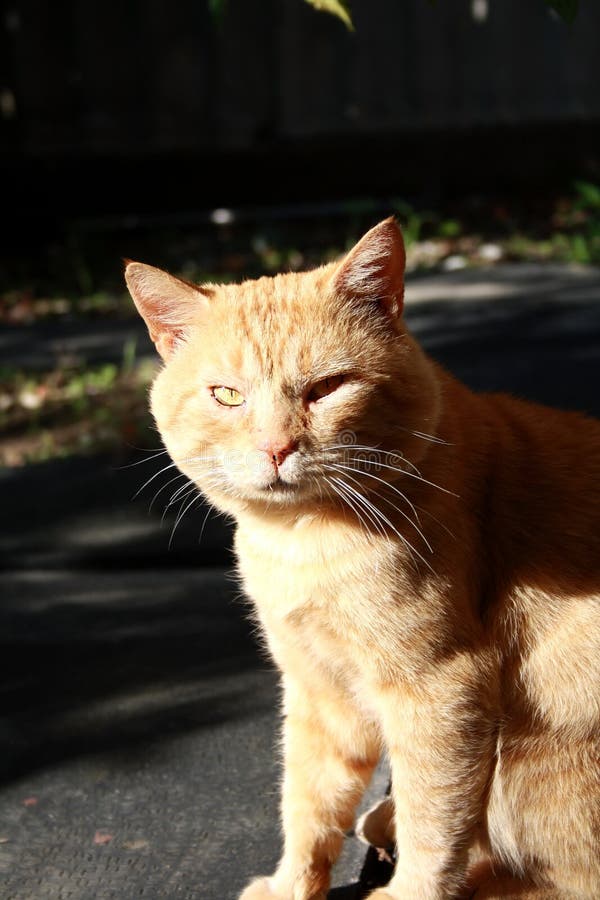 A Funny and Angry Red Cat. a Stray Cat Stock Image - Image of sitting ...