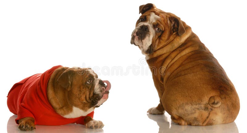 296 Funny Arguing Animal Stock Photos - Free & Royalty-Free Stock ...