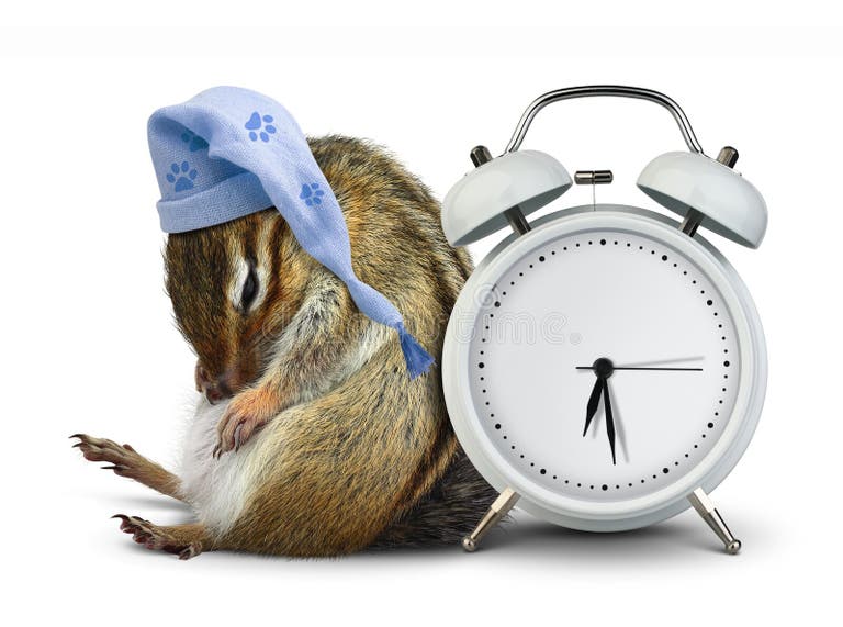 Funny Animal Chipmunk Sleep with Clock Blank and Sleeping Hat Stock ...