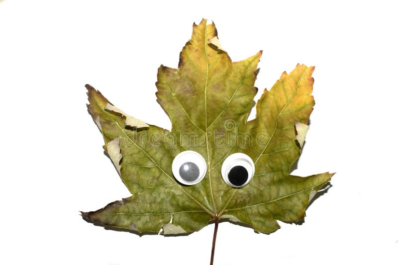 Funny Autumn Leaf Plant with Goggle Eyes on a White Background Stock ...