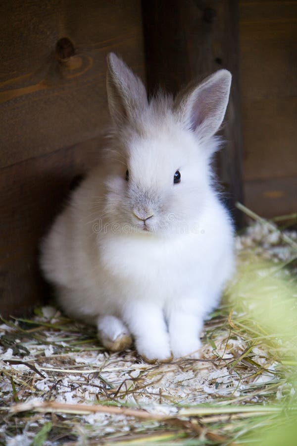 Funny baby white rabbit stock photo. Image of look, white - 54993272