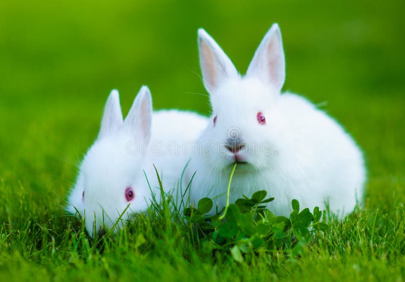 Funny Baby White Rabbit Eating Clover in Grass Stock Photo - Image of ...