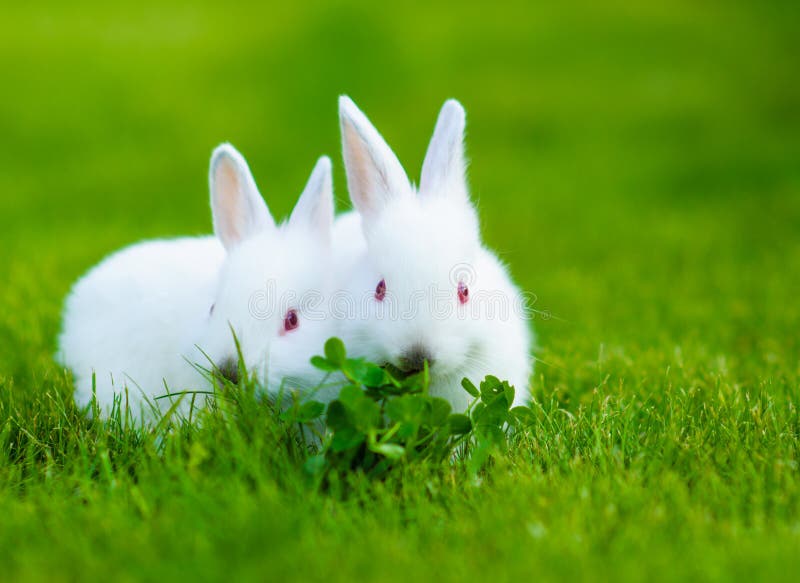 242 Rabbits Eating Flowers Stock Photos - Free & Royalty-Free Stock ...