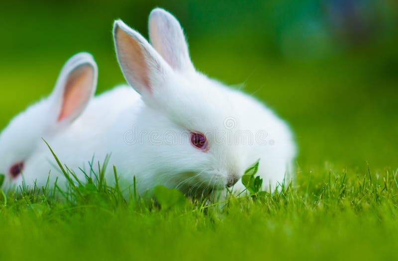 Funny Baby White Rabbit Eating Clover in Grass Stock Image - Image of ...