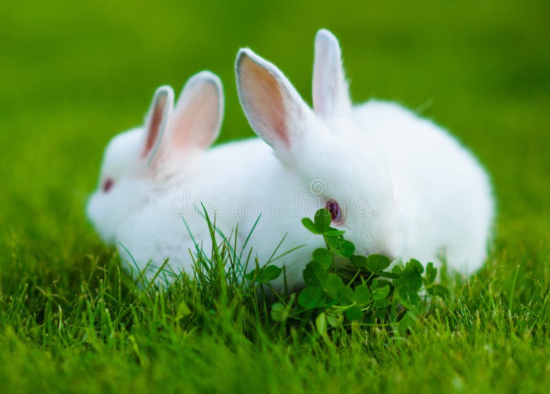 Funny Baby White Rabbit Eating Clover in Grass Stock Image - Image of ...