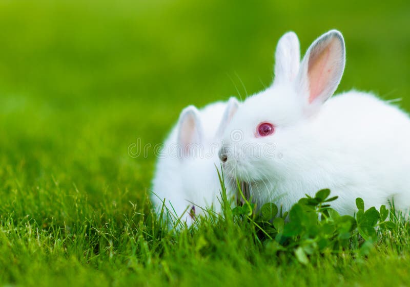 Funny Baby White Rabbit Eating Clover in Grass Stock Image - Image of ...