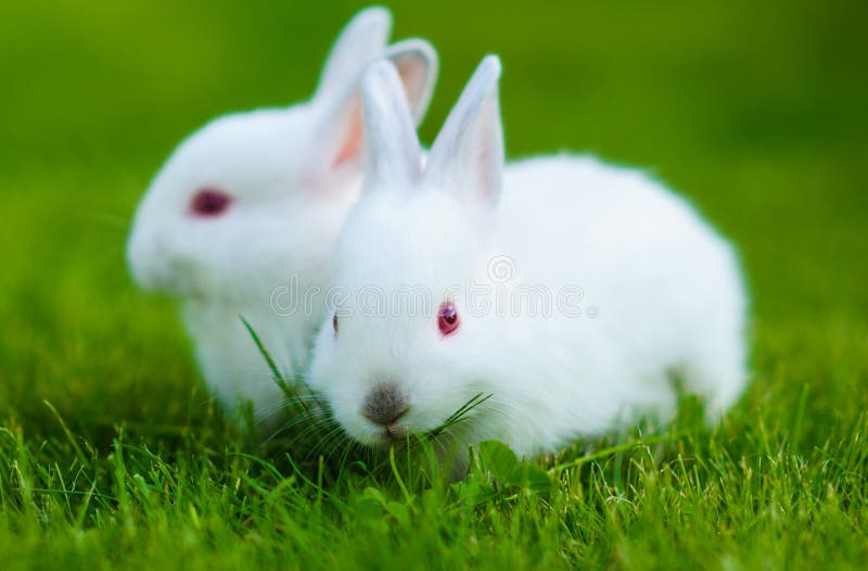 Funny Baby White Rabbit Eating Clover in Grass Stock Image - Image of ...