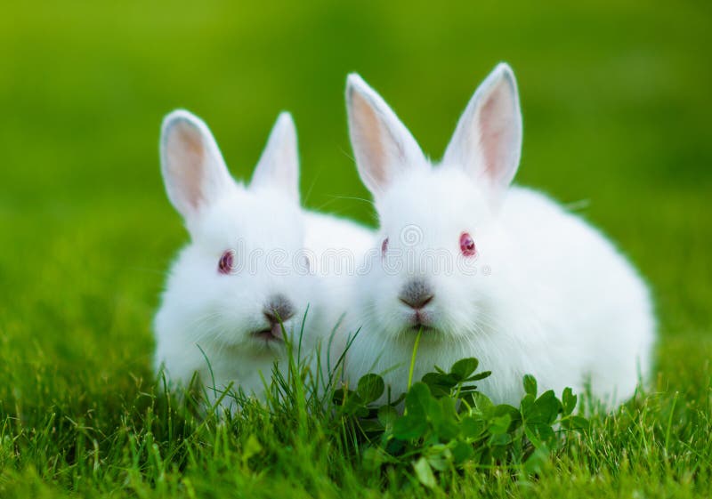 Funny Baby White Rabbit Eating Clover in Grass Stock Image - Image of ...
