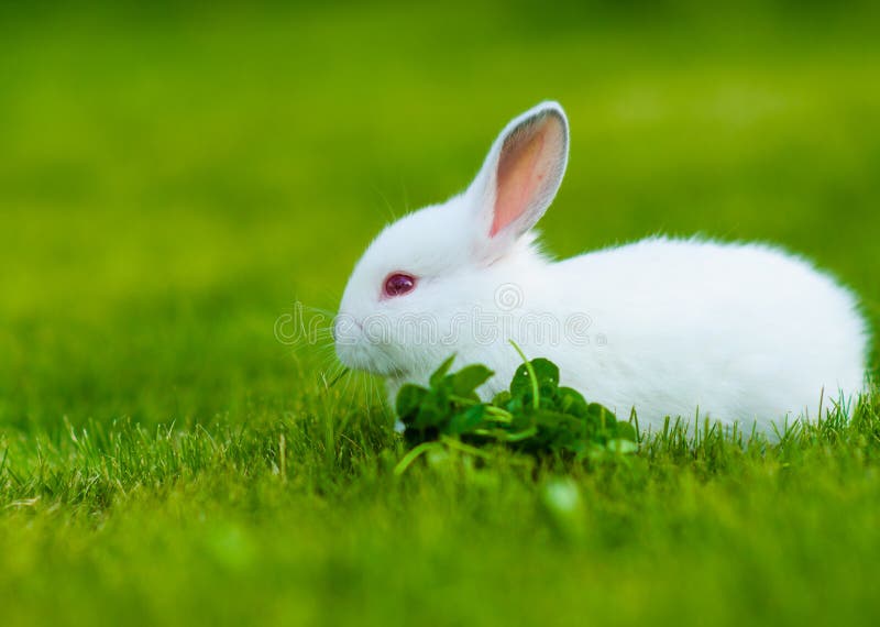Funny Baby White Rabbit Eating Clover in Grass Stock Image - Image of ...