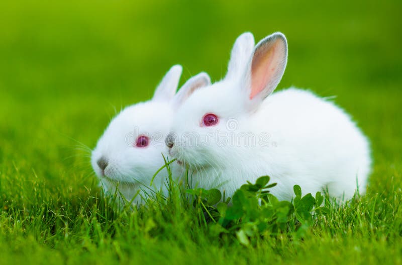 250 Rabbits Eating Flowers Stock Photos - Free & Royalty-Free Stock ...