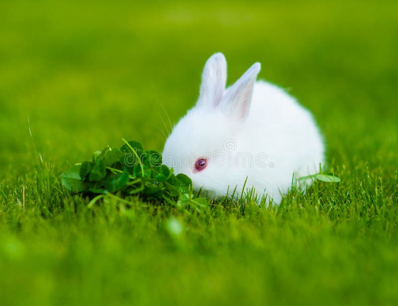 Funny Baby White Rabbit Eating Clover in Grass Stock Image - Image of ...