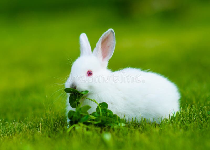 542 Rabbit Clover Stock Photos - Free & Royalty-Free Stock Photos from ...