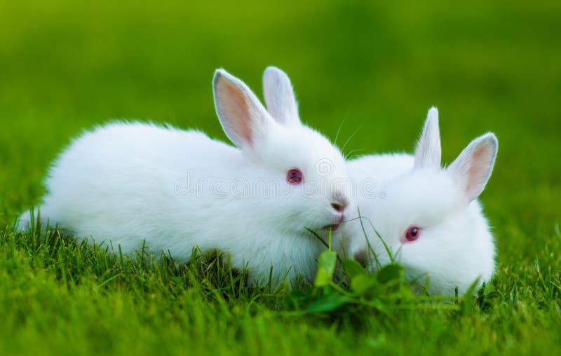 542 Rabbit Clover Stock Photos - Free & Royalty-Free Stock Photos from ...