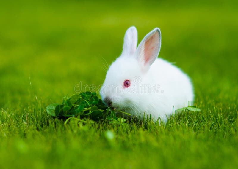Funny Baby White Rabbit Eating Clover in Grass Stock Photo - Image of ...