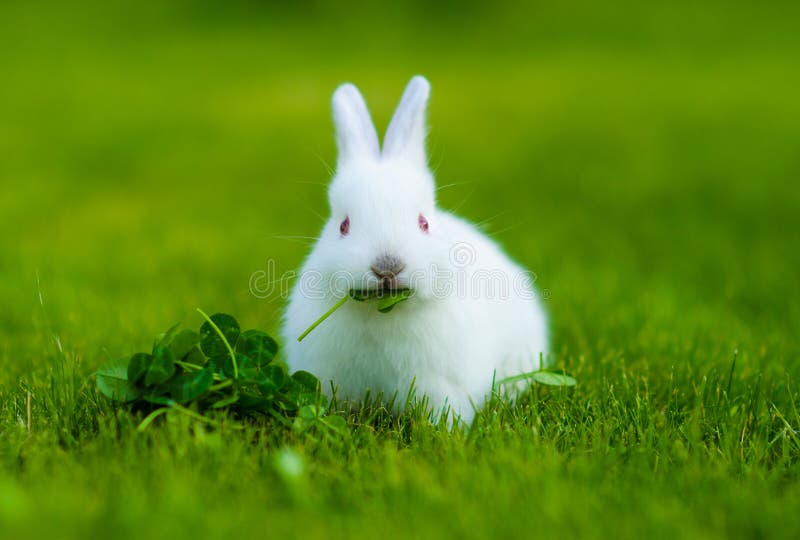 250 Rabbits Eating Flowers Stock Photos - Free & Royalty-Free Stock ...