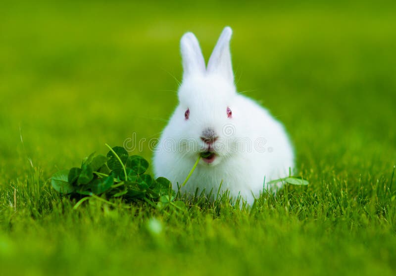 Funny Baby White Rabbit Eating Clover in Grass Stock Image - Image of ...