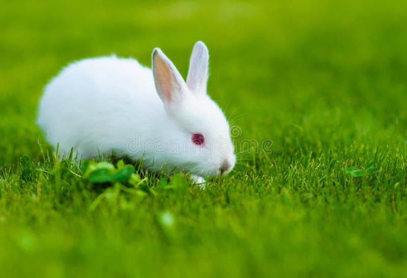 Funny Baby White Rabbit Eating Clover in Grass Stock Image - Image of ...