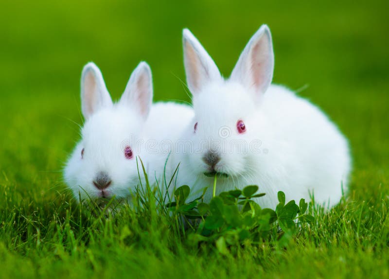 Funny Baby White Rabbit Eating Clover in Grass Stock Image - Image of ...