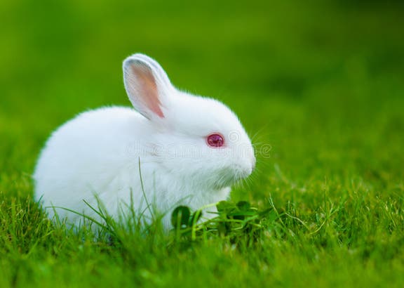 Funny Baby White Rabbit Eating Clover in Grass Stock Image - Image of ...