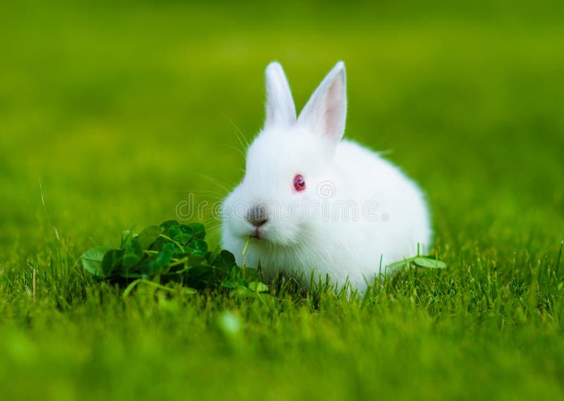 542 Rabbit Clover Stock Photos - Free & Royalty-Free Stock Photos from ...