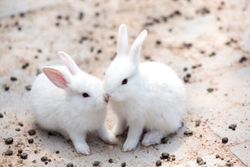 Funny baby white rabbit stock photo. Image of wildlife - 52580420