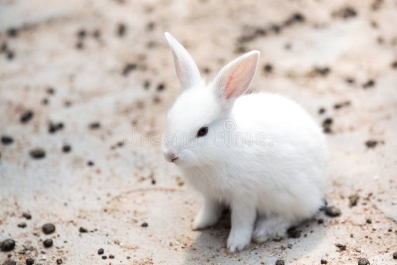 Funny baby white rabbit stock image. Image of fauna, wildlife - 52580429