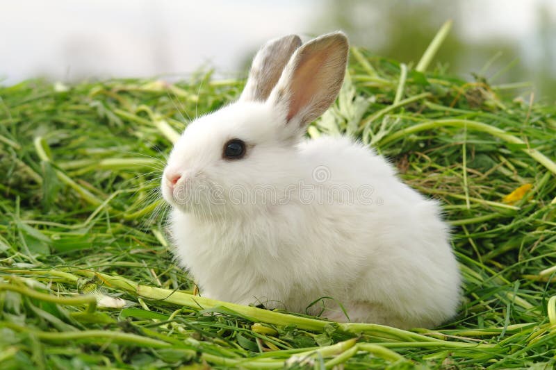 Funny Baby White Rabbit in Grass Stock Image - Image of meadow, baby ...
