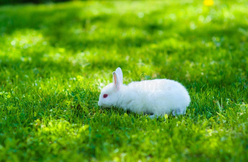 Funny Baby White Rabbit in Grass Stock Image - Image of flowers, little ...