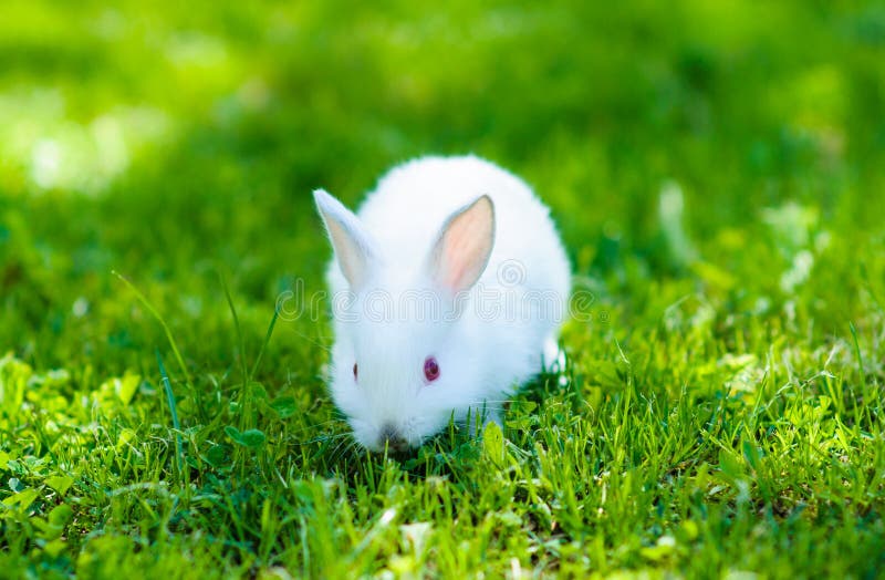Baby white rabbit in grass stock image. Image of bison - 39774823