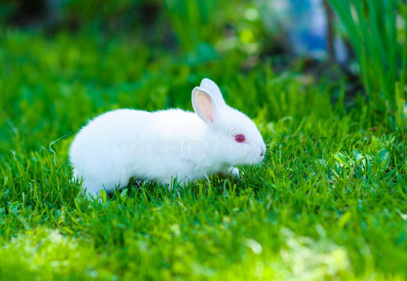 Funny Baby White Rabbit in Grass Stock Photo - Image of meadow, fauna ...