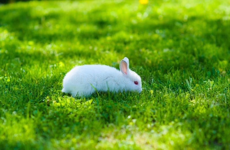 Funny Baby White Rabbit in Grass Stock Photo - Image of bunny, meadow ...