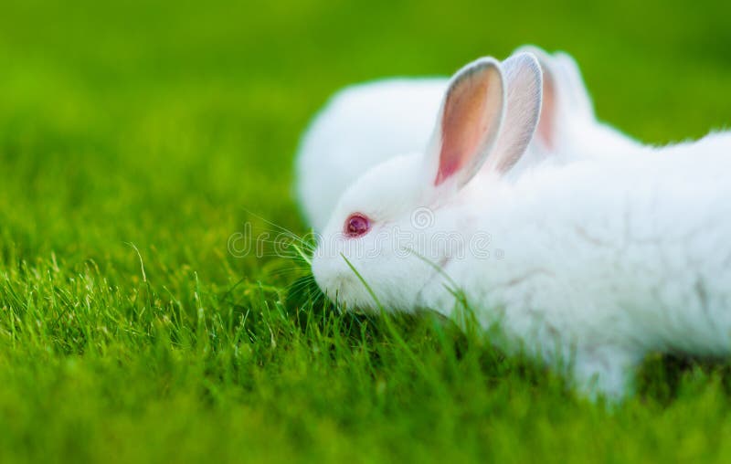 Funny Baby White Rabbit in Grass Stock Image - Image of baby, charm ...