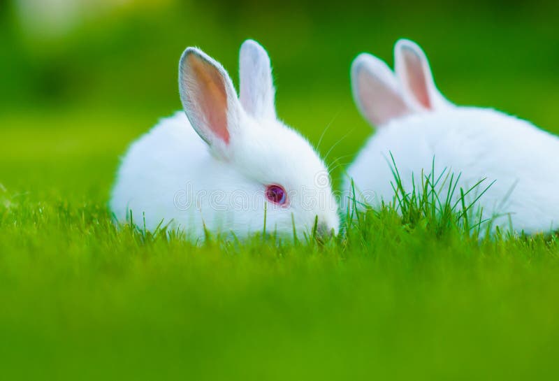Funny Baby White Rabbit in Grass Stock Photo - Image of small, meadow ...