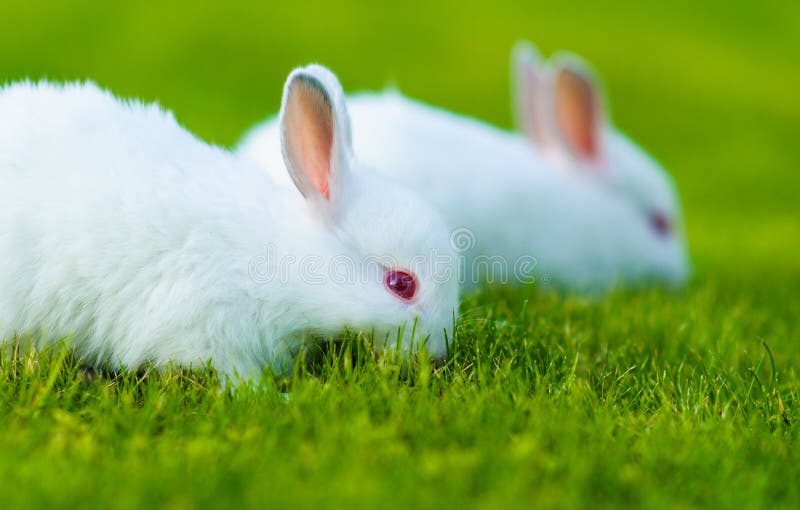 Funny Baby White Rabbit in Grass Stock Image - Image of small, hare ...