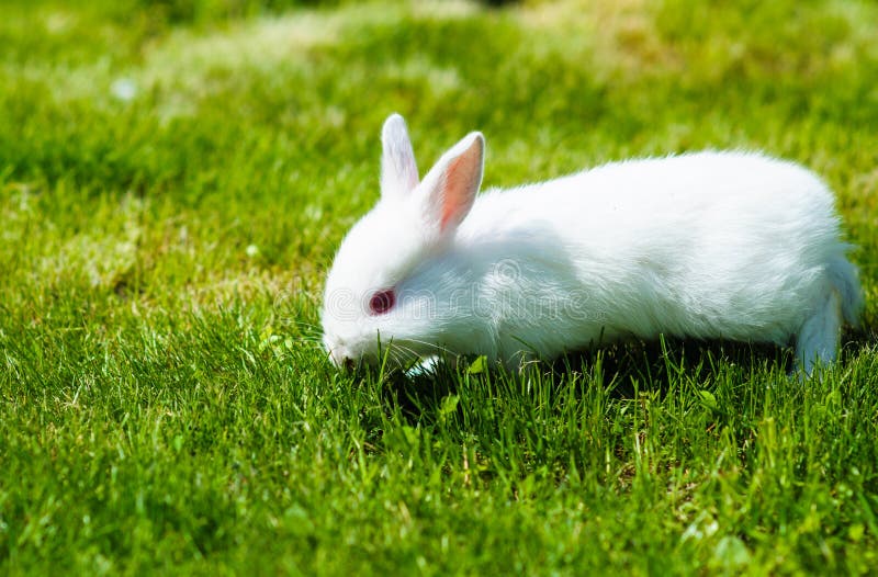 Funny Baby White Rabbit in Grass Stock Photo - Image of mammal, rabbit ...