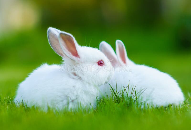 Funny Baby White Rabbit in Grass Stock Photo - Image of cute, rabbits ...