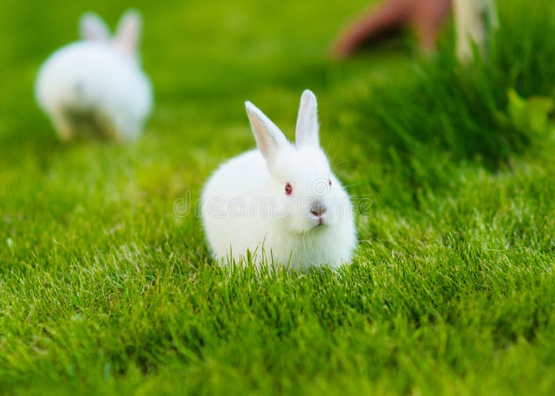 Funny Baby White Rabbit in Grass Stock Photo - Image of spring, easter ...