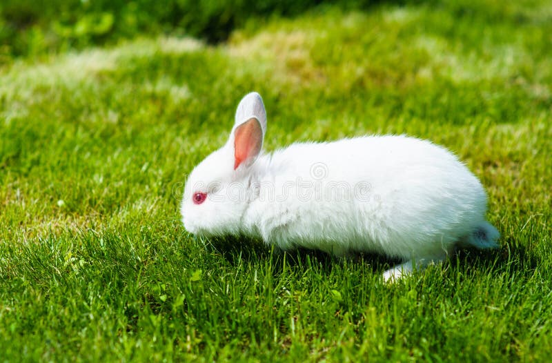 Funny Baby White Rabbit in Grass Stock Photo - Image of cute, infant ...