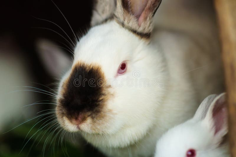Funny Baby White Rabbit in Grass Stock Photo - Image of mammal, rabbit ...