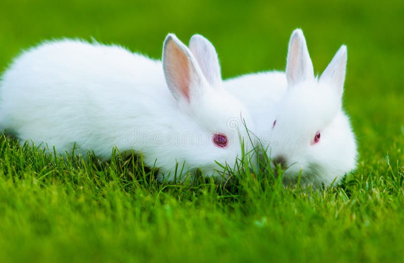 Funny Baby White Rabbit in Grass Stock Photo - Image of furry, easter ...