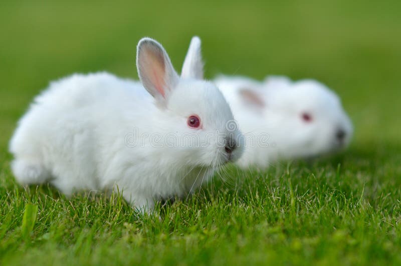 Funny Baby White Rabbit in Grass Stock Photo - Image of puppy, grass ...