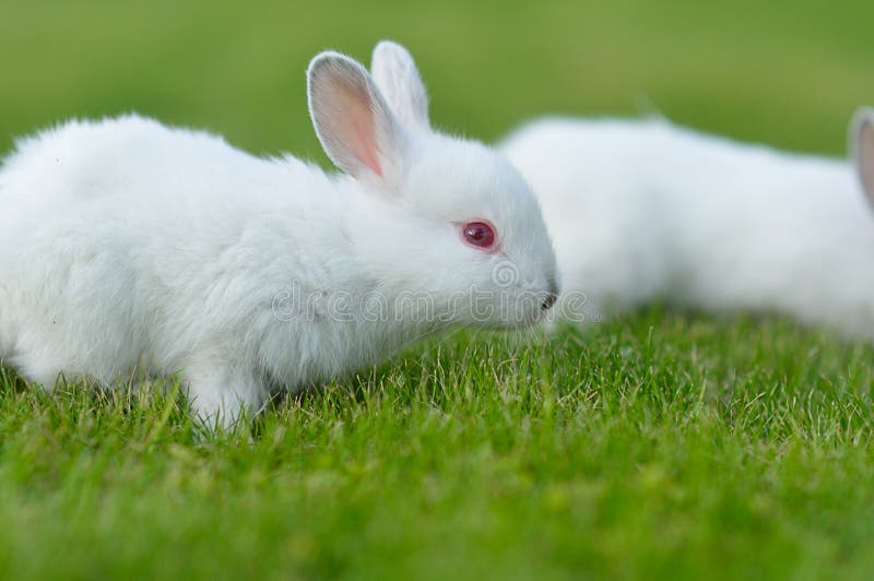 Funny Baby White Rabbit in Grass Stock Photo - Image of infant, puppy ...