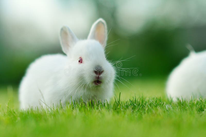 Funny Baby White Rabbit in Grass Stock Image - Image of funny, mammal ...