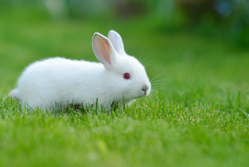 Funny Baby White Rabbit in Grass Stock Image - Image of playful, easter ...