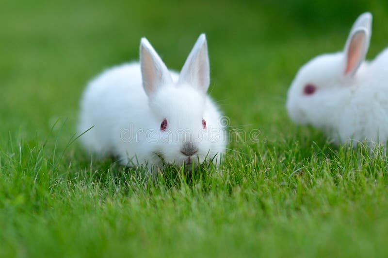 Funny Baby White Rabbit in Grass Stock Photo - Image of puppy, furry ...