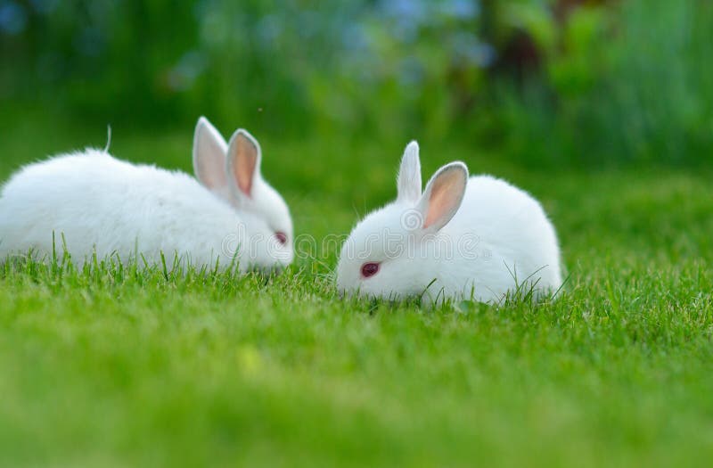 Funny Baby White Rabbit in Grass Stock Image - Image of infant, look ...